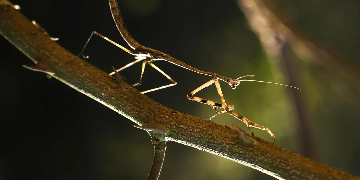 How to Set Up a Perfect Mantis Breeding Enclosure - My Pet Mantis