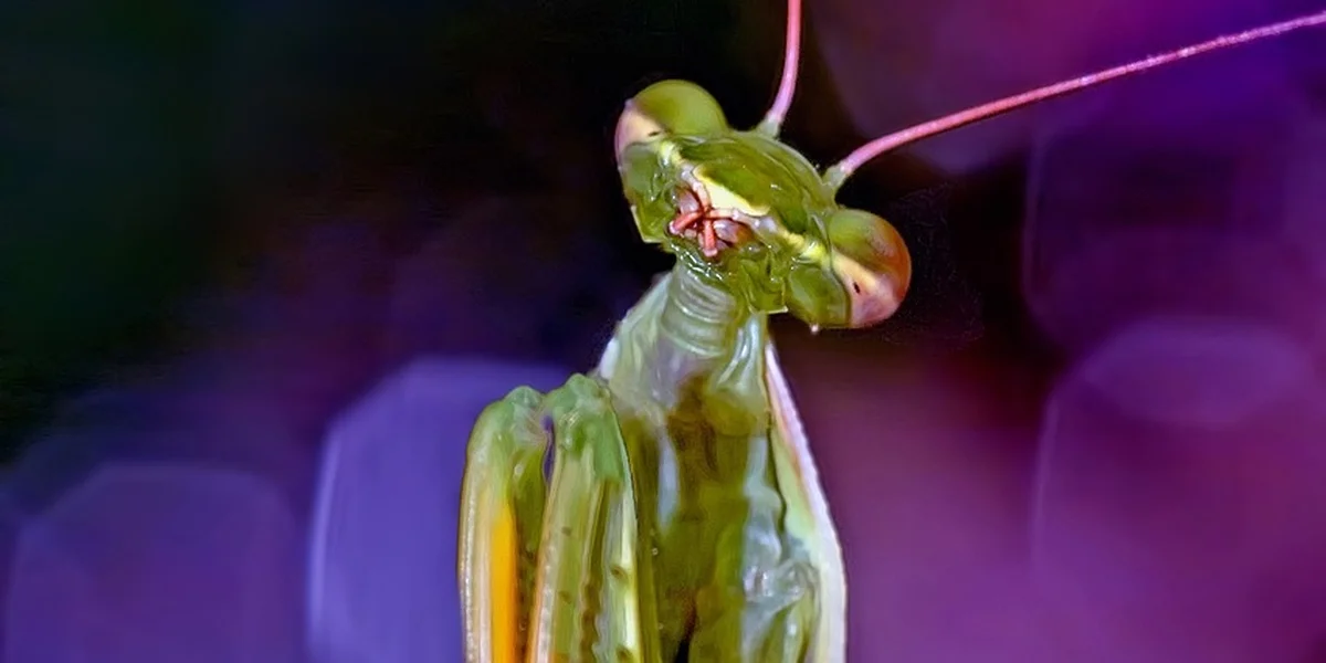 Natural Foraging vs. Hand-Feeding: How It Shapes Your Mantis's Behavior ...