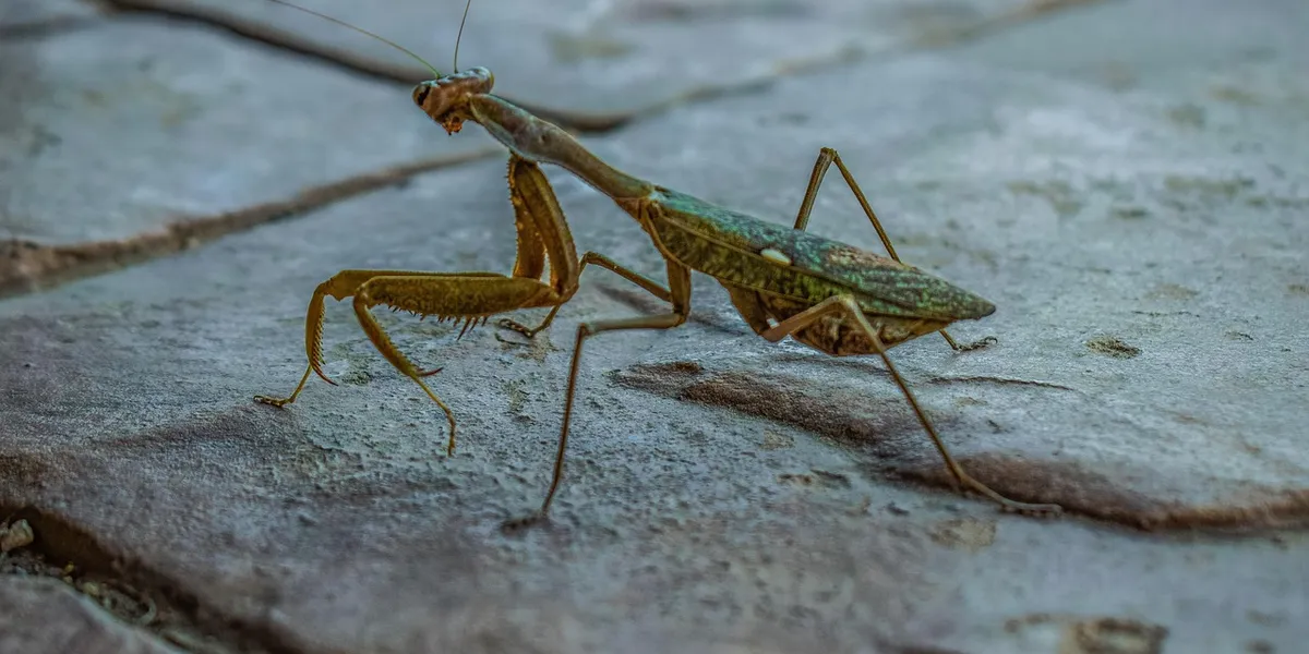 Praying Mantis Ownership Laws and Permits: A Complete Guide - My Pet Mantis