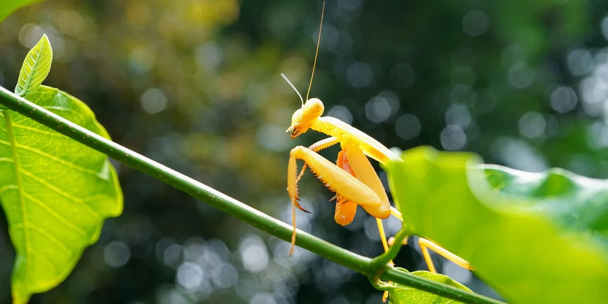 A Guide to Rare Praying Mantis Colors and Unique Varieties - My Pet Mantis